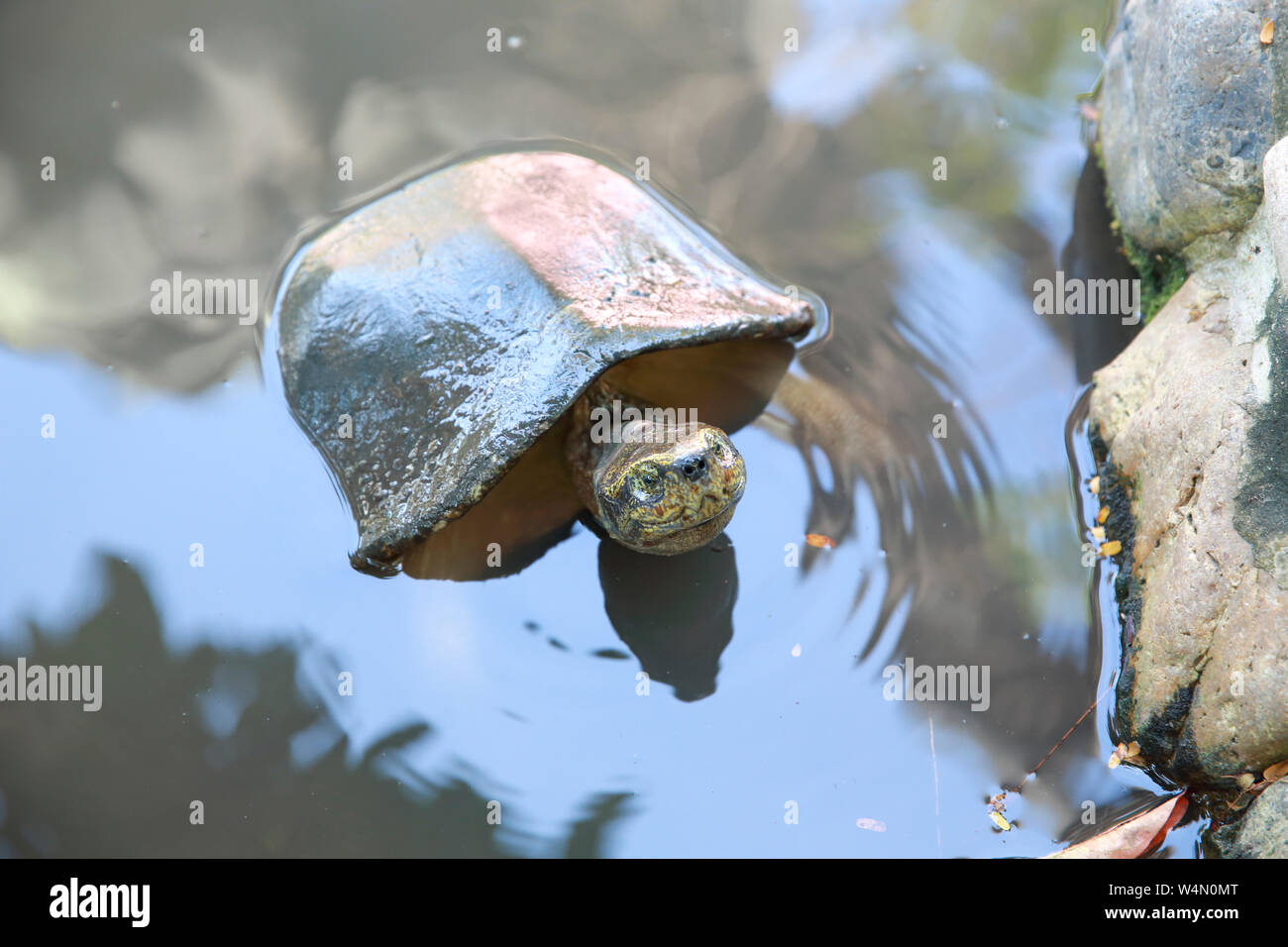 turtle in water Stock Photo - Alamy