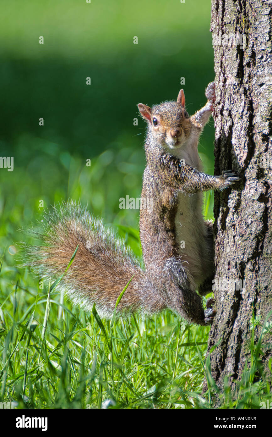 Parco Castello Legnano Stock Photo - Alamy
