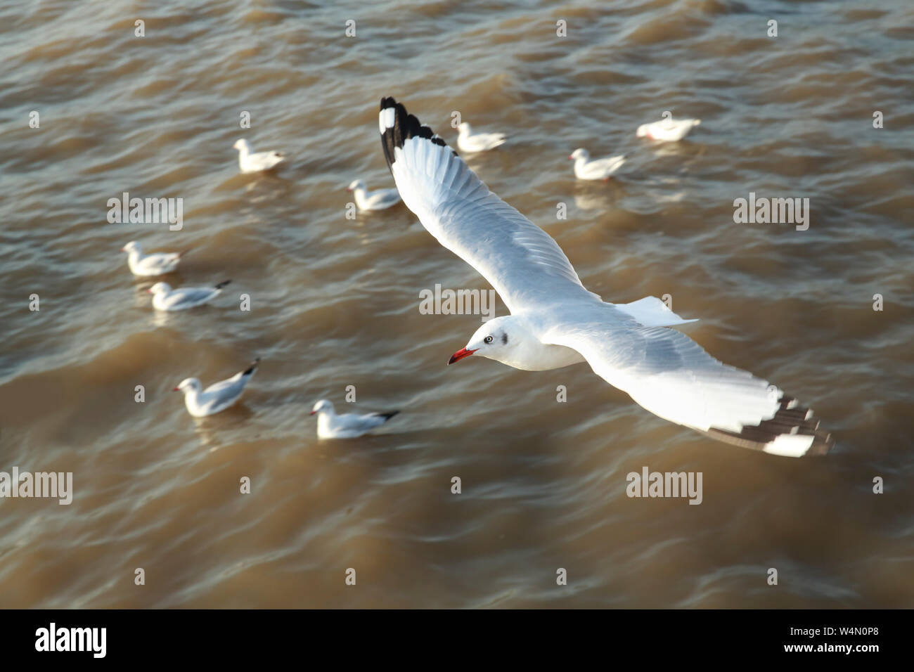 top view flying seagulls in ocean Stock Photo - Alamy