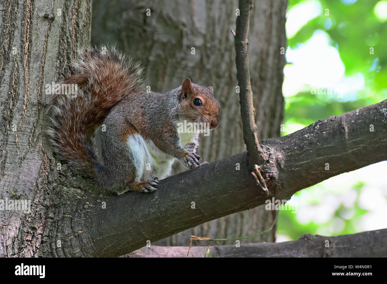 Parco Castello Legnano Stock Photo - Alamy