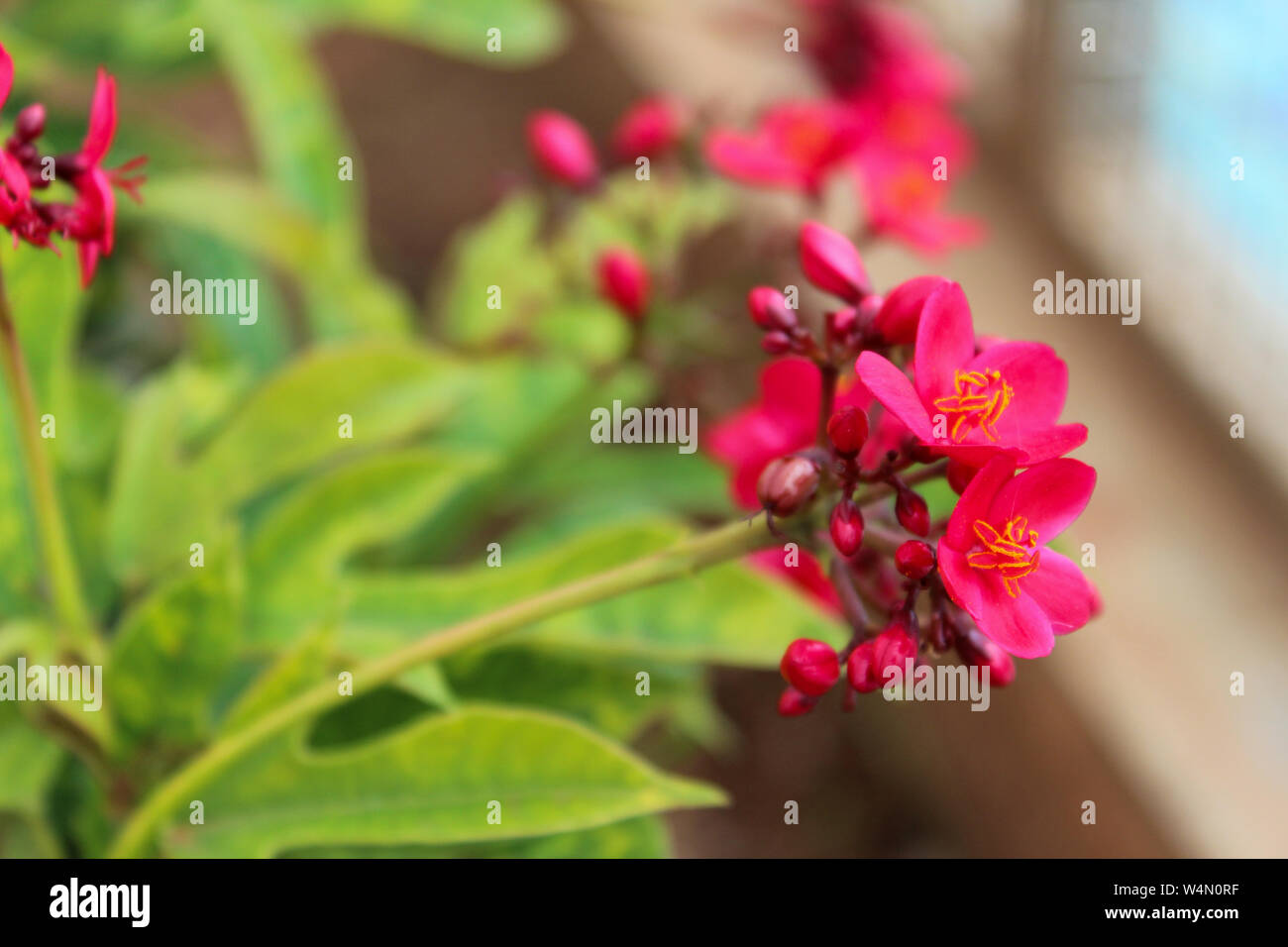 Beautiful Red flowers in bloom Stock Photo - Alamy