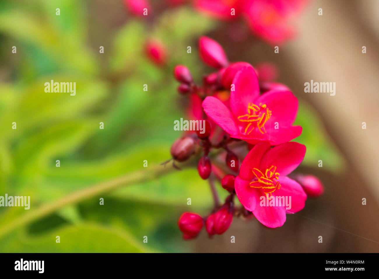 Beautiful Red flowers in bloom Stock Photo - Alamy
