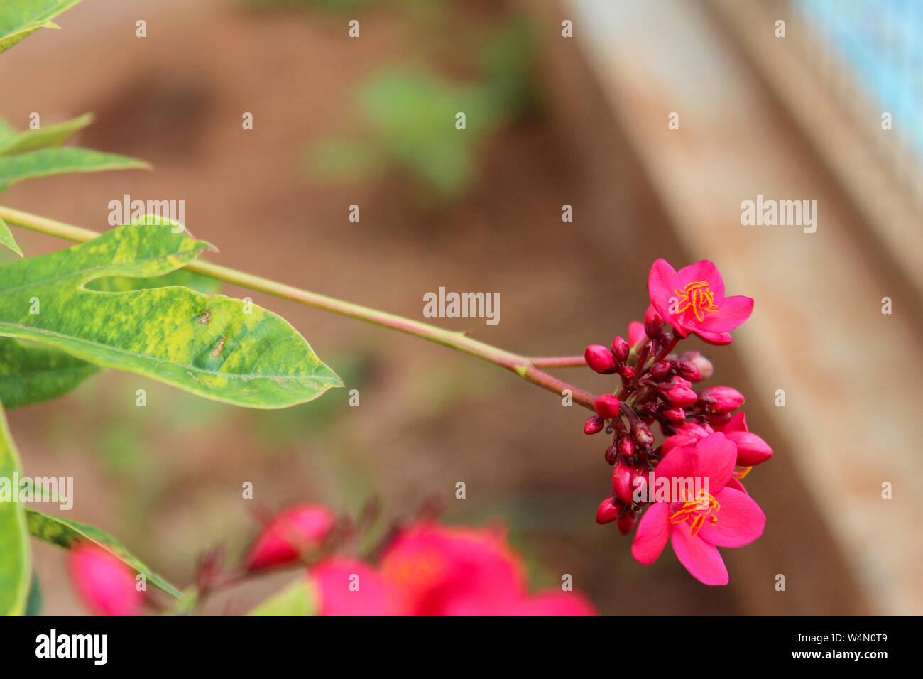 India seasonal flowers hi-res stock photography and images - Alamy