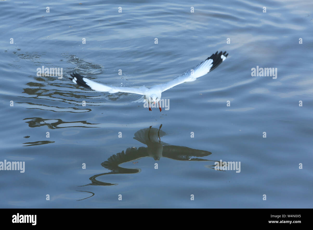 top view flying seagulls in ocean Stock Photo - Alamy