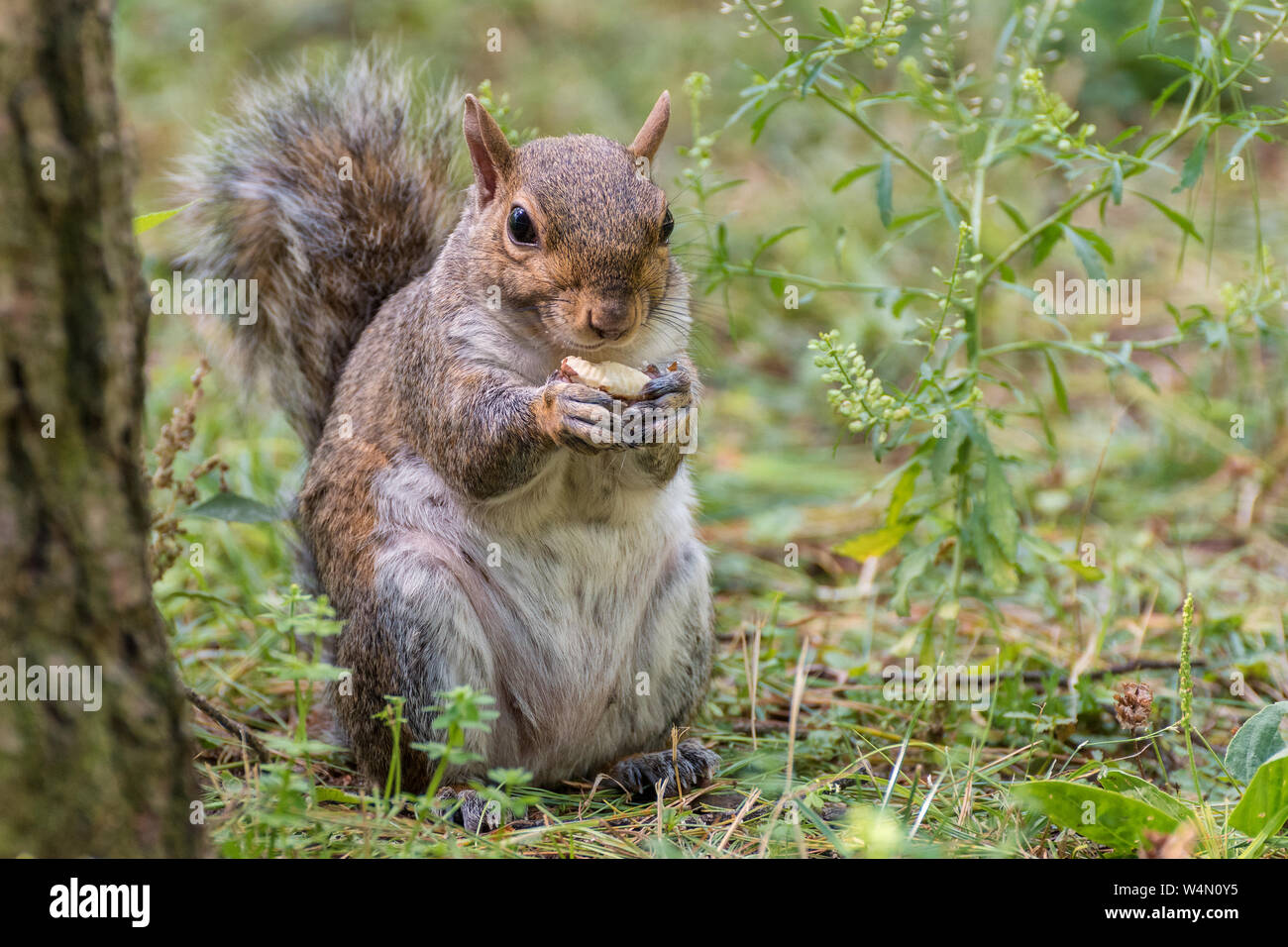 Parco Castello Legnano Stock Photo - Alamy