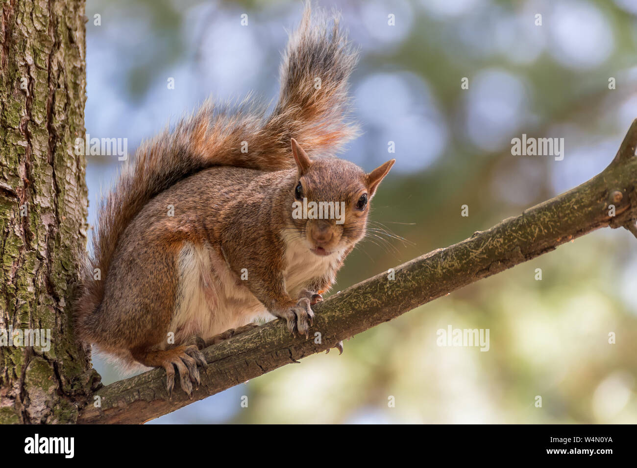 Parco Castello Legnano Stock Photo - Alamy