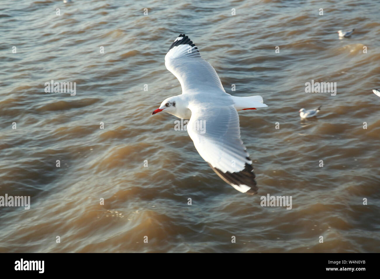top view flying seagulls in ocean Stock Photo - Alamy