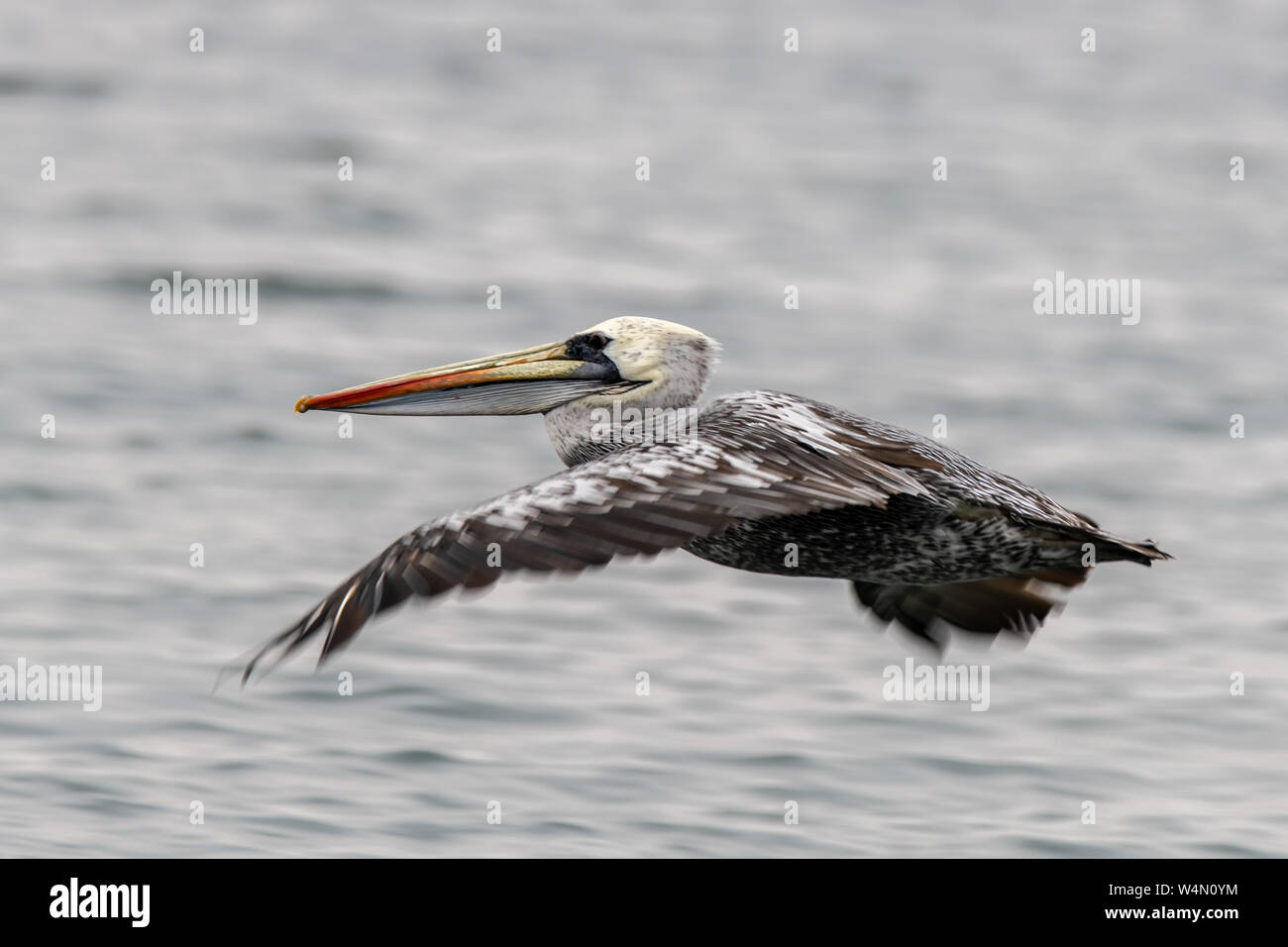 Peruvian Pelican (Pelecanus thagus) in Ballestas Islands, Peru Stock ...