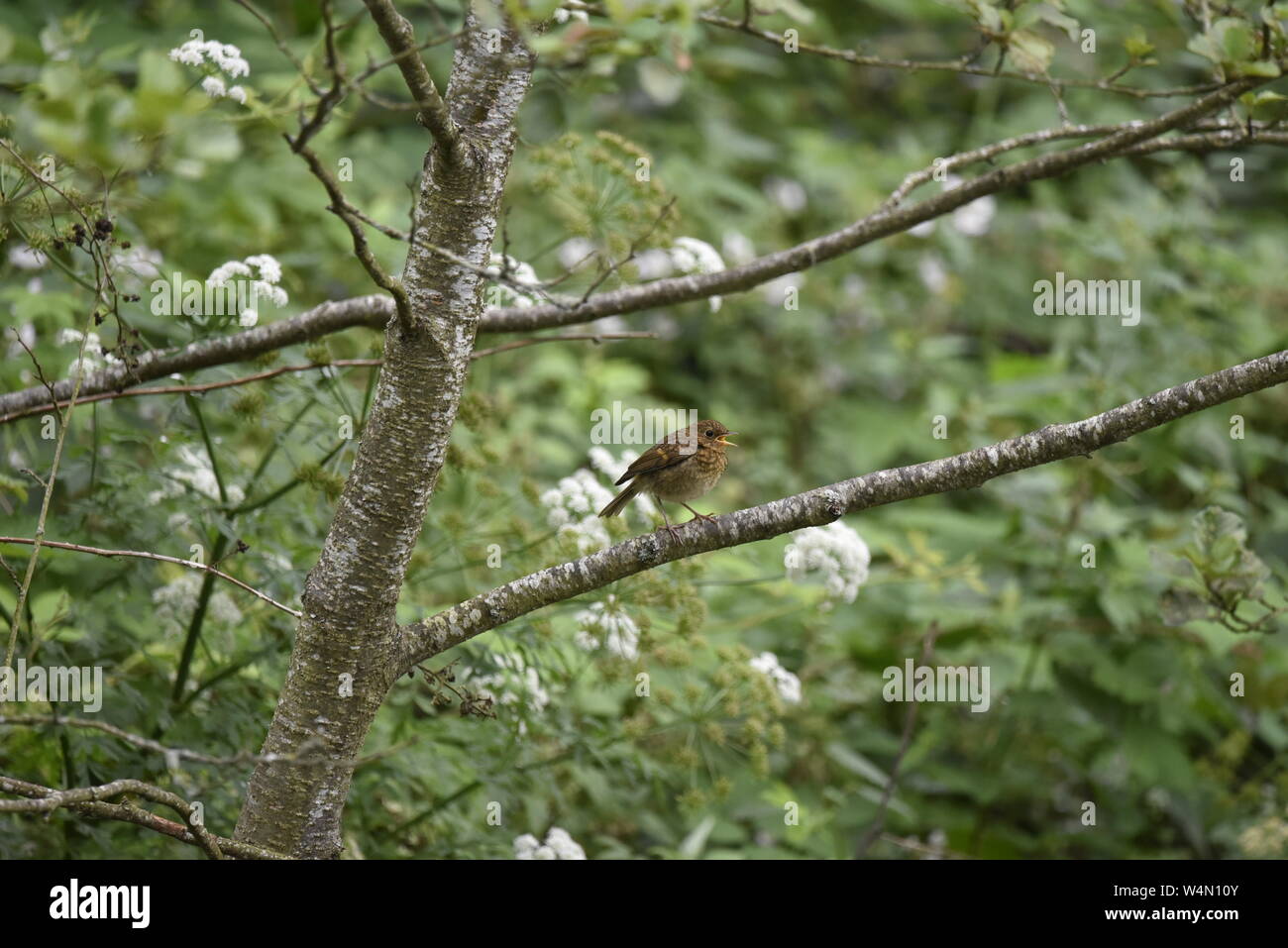 Juvenile robin hi-res stock photography and images - Alamy