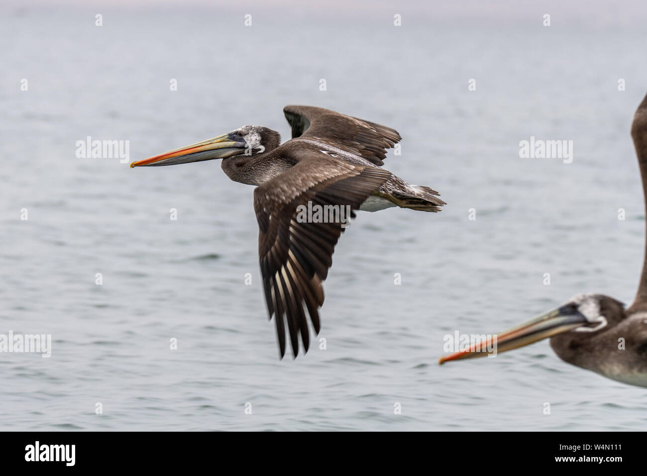 Peruvian Pelican (Pelecanus thagus) in Ballestas Islands, Peru Stock ...