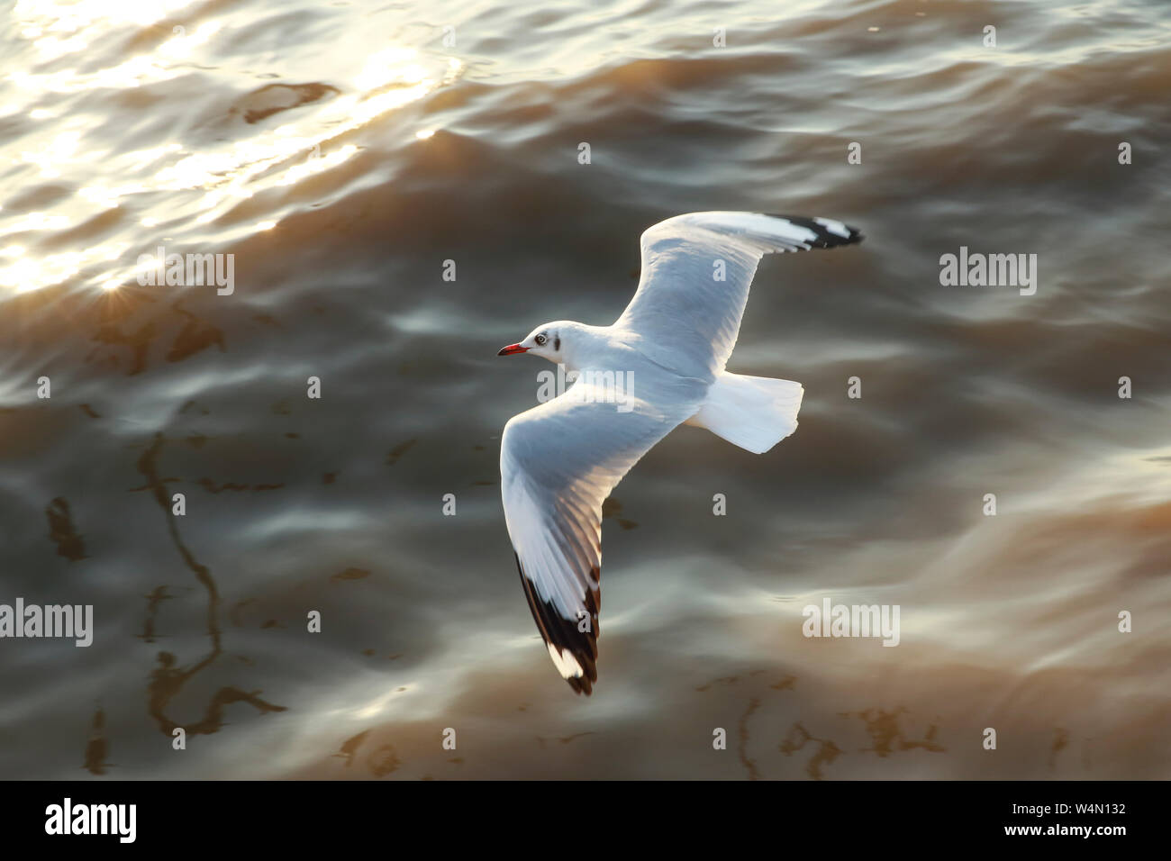 top view flying seagulls in ocean Stock Photo - Alamy