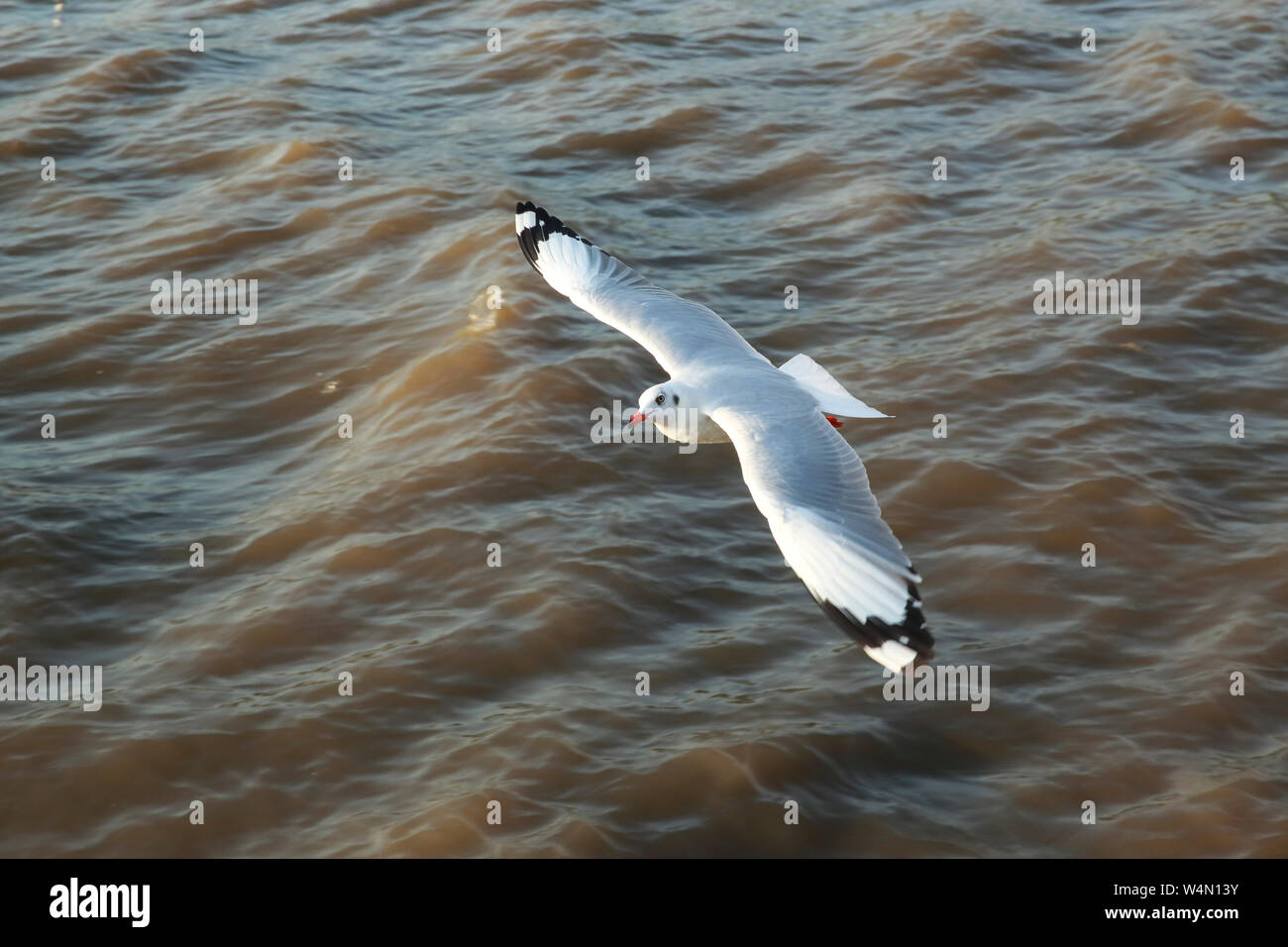 top view flying seagulls in ocean Stock Photo - Alamy