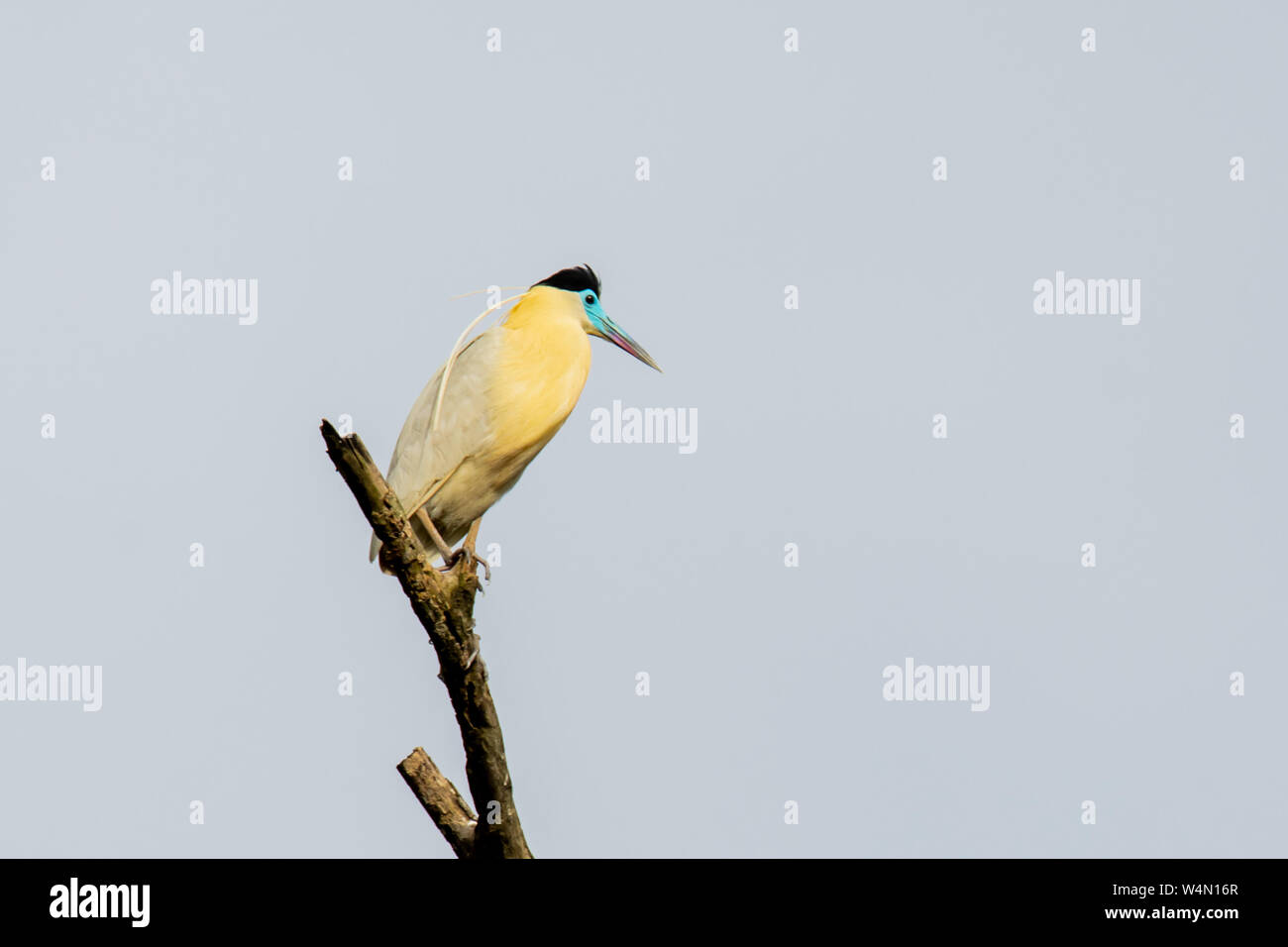 Capped heron (Pilherodius pileatus) in the Peruvian Amazon Stock Photo ...