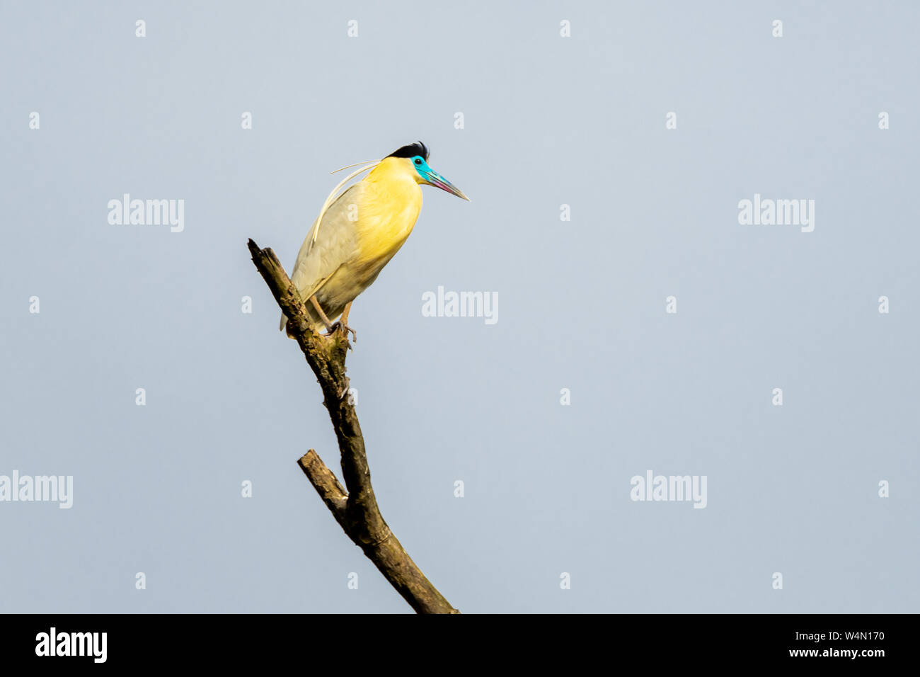 Capped heron (Pilherodius pileatus) in the Peruvian Amazon Stock Photo ...