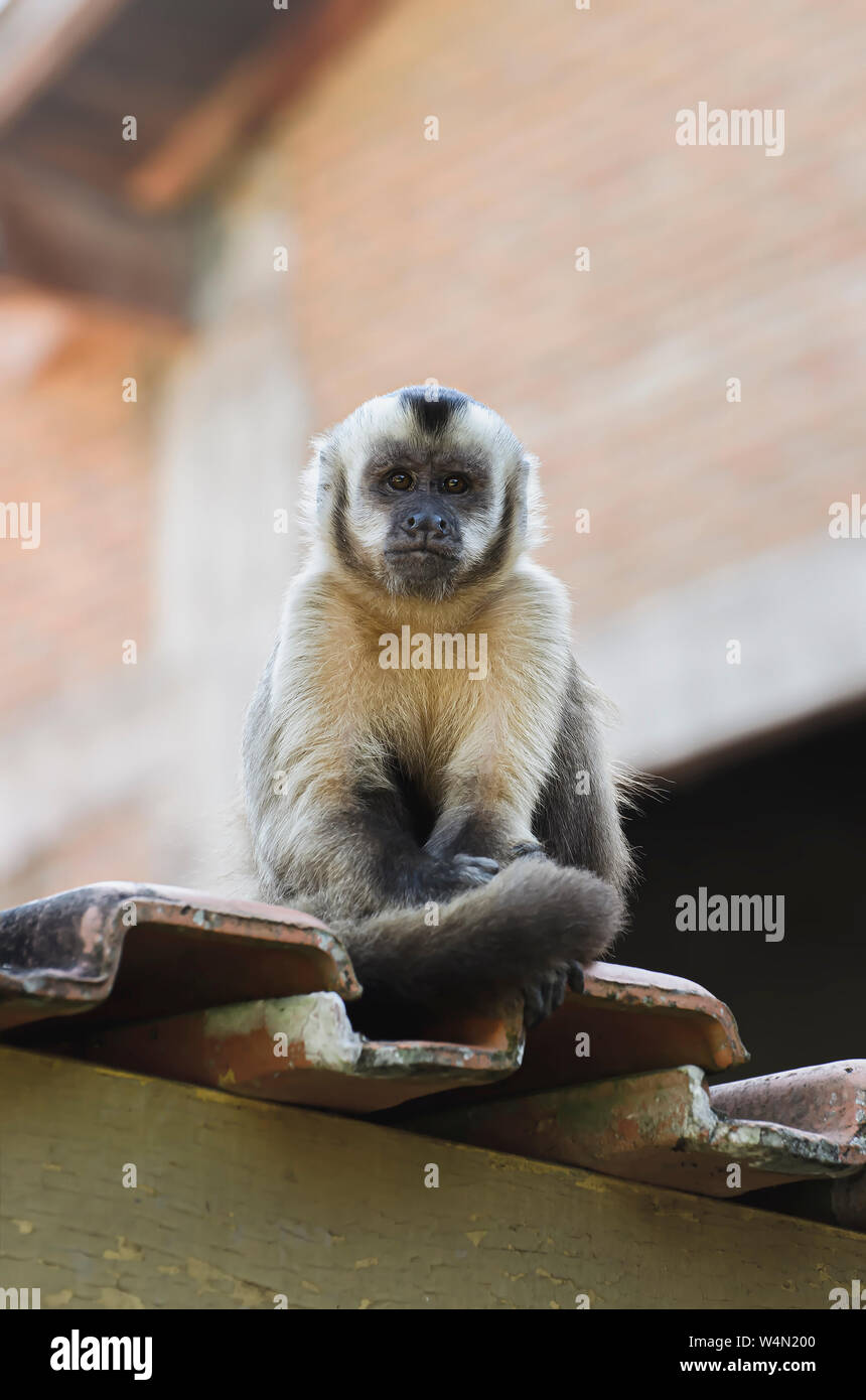 Lonely monkey on top of a roof, on a urban area due to deforestation ...