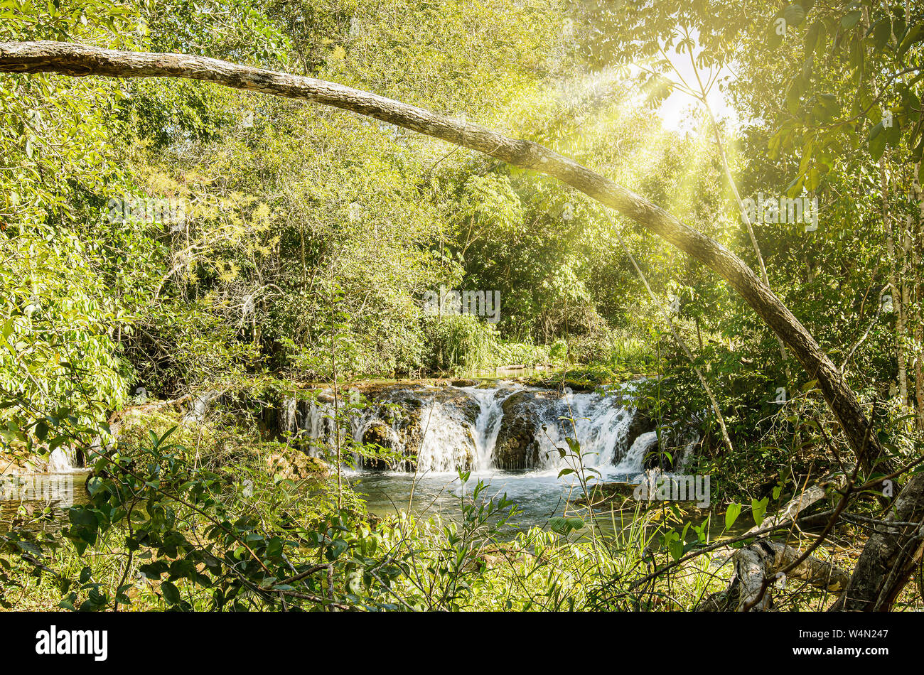 Cascades of a river surrounded by nature of a green forest on a ...