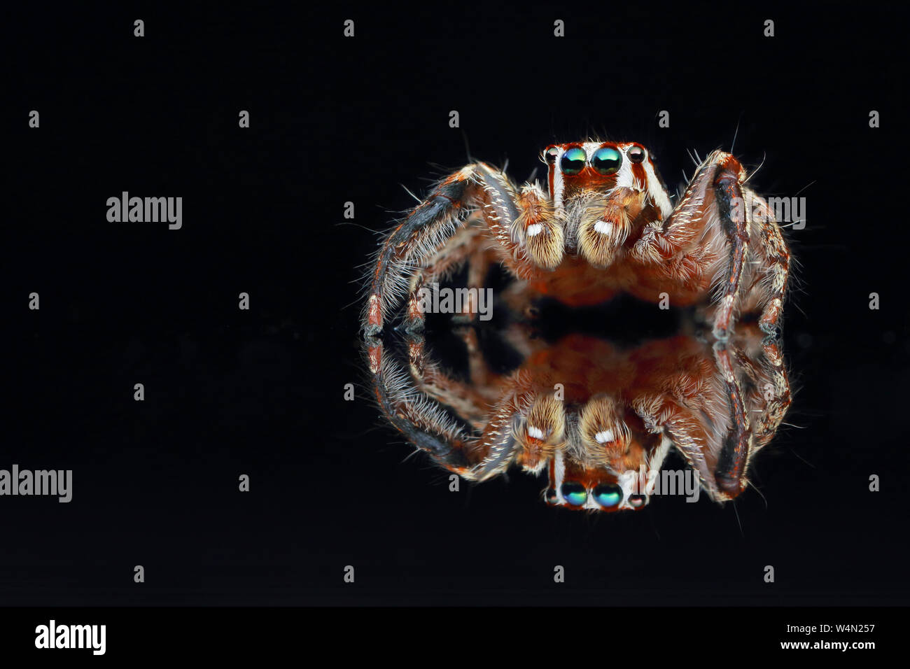 Extreme magnified jumping spider hi-res stock photography and images ...