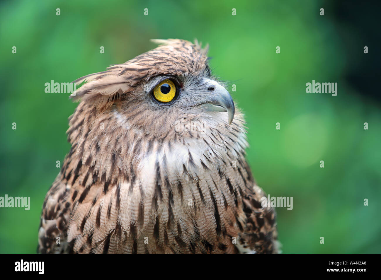 Owl in nature hi-res stock photography and images - Alamy