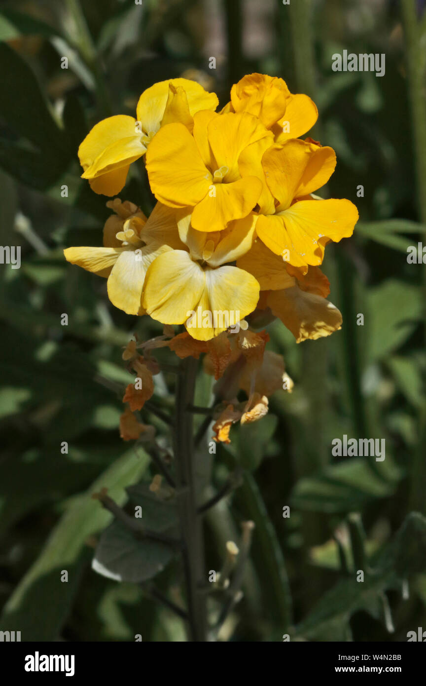 Erysimum Walbertons Fragrant Star Stock Photo - Alamy