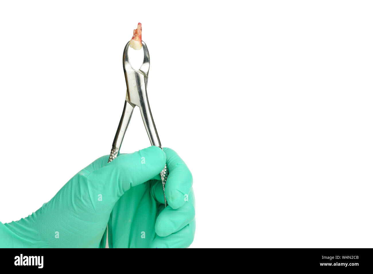 dentist hand holding clamp tooth removal on white background Stock ...