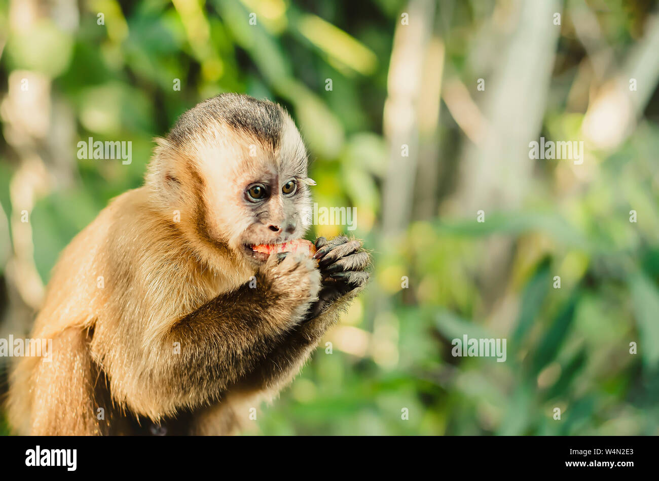 Wild monkey cub in the jungle eating an apple fruit. Primate Macaco ...