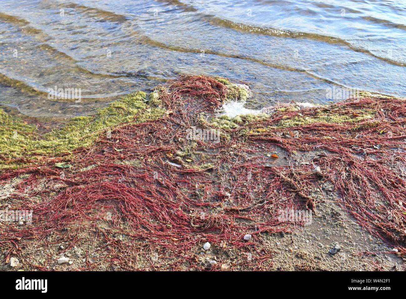 Close up view on water surfaces and coasts at a big lake Stock Photo ...
