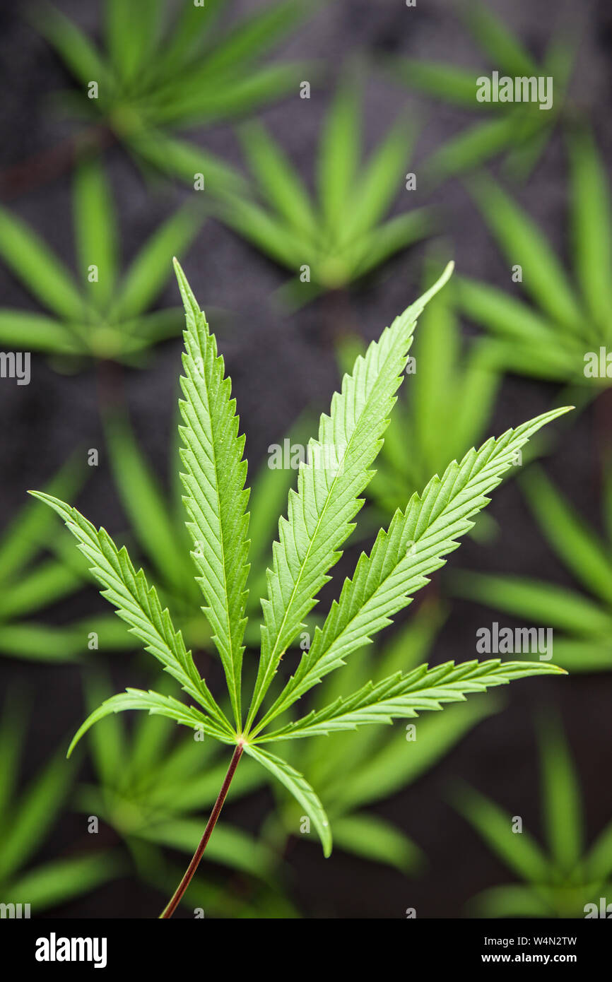 Cannabis top view hi-res stock photography and images - Alamy