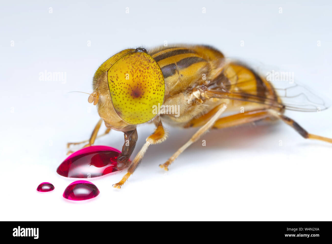 Red nectar hi-res stock photography and images - Alamy