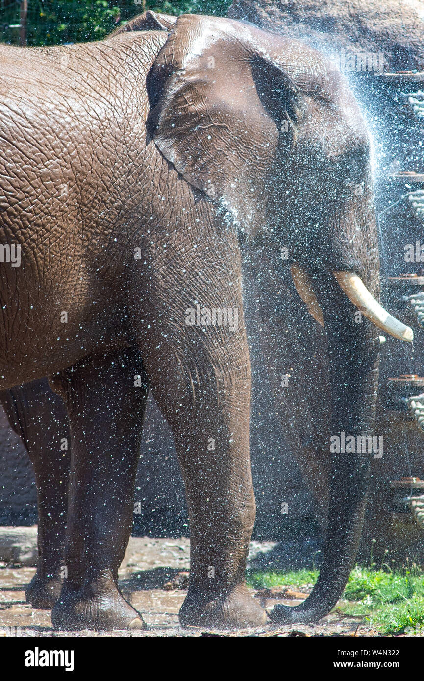 Magdeburg, Germany. 24th July, 2019. An African elephant stands in the ...