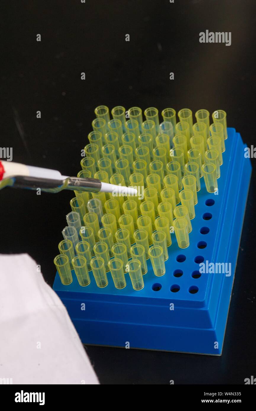 Close-up of researcher using a pipette to fill sample vials in a ...