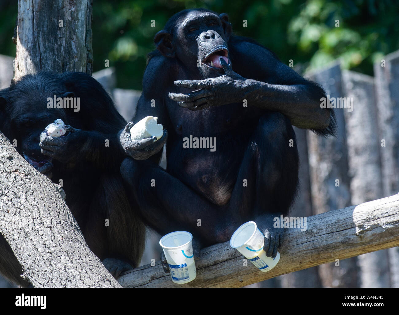 Magdeburg, Germany. 24th July, 2019. Chimpanzees sit in their outdoor ...