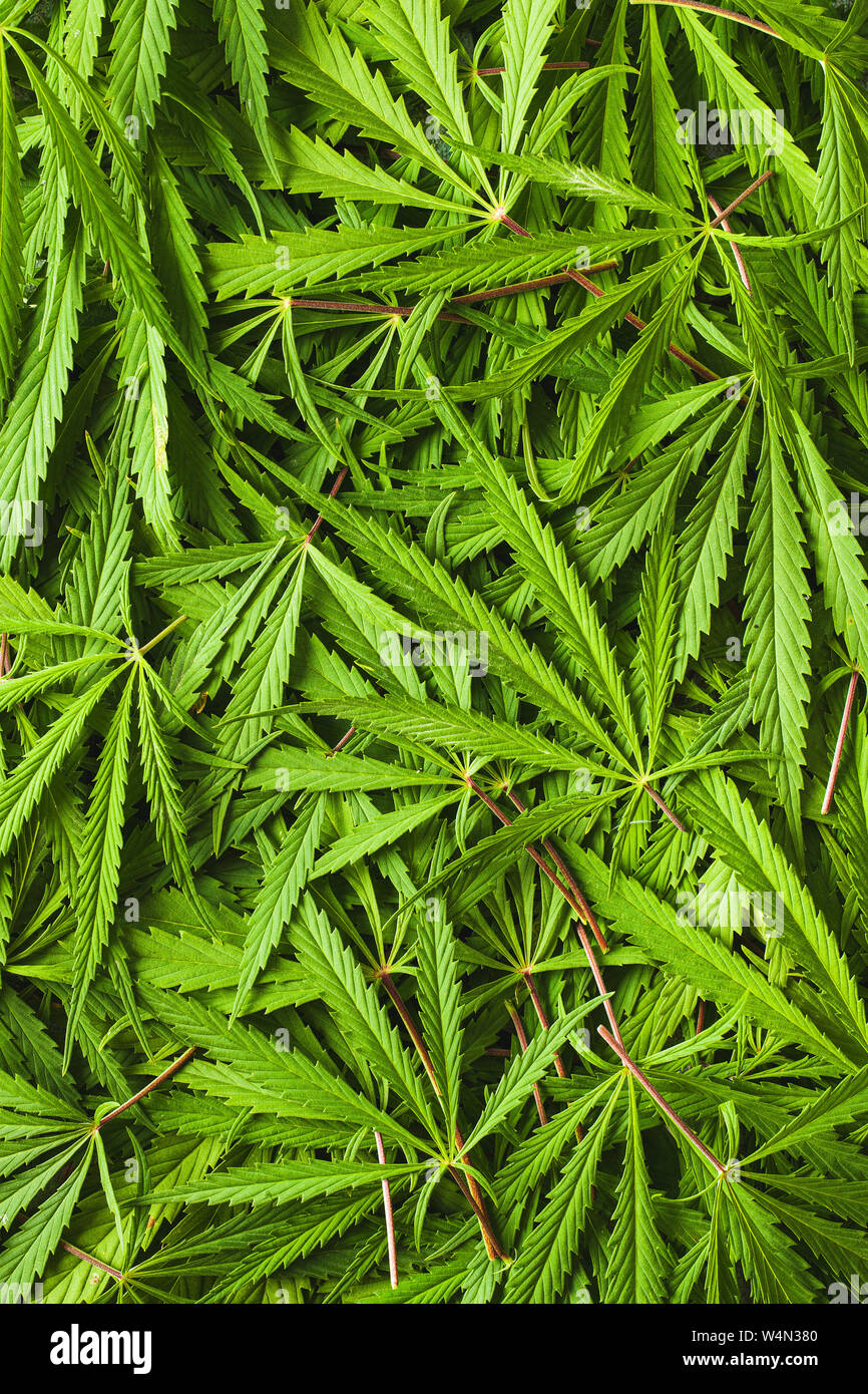 Cannabis top view hi-res stock photography and images - Alamy