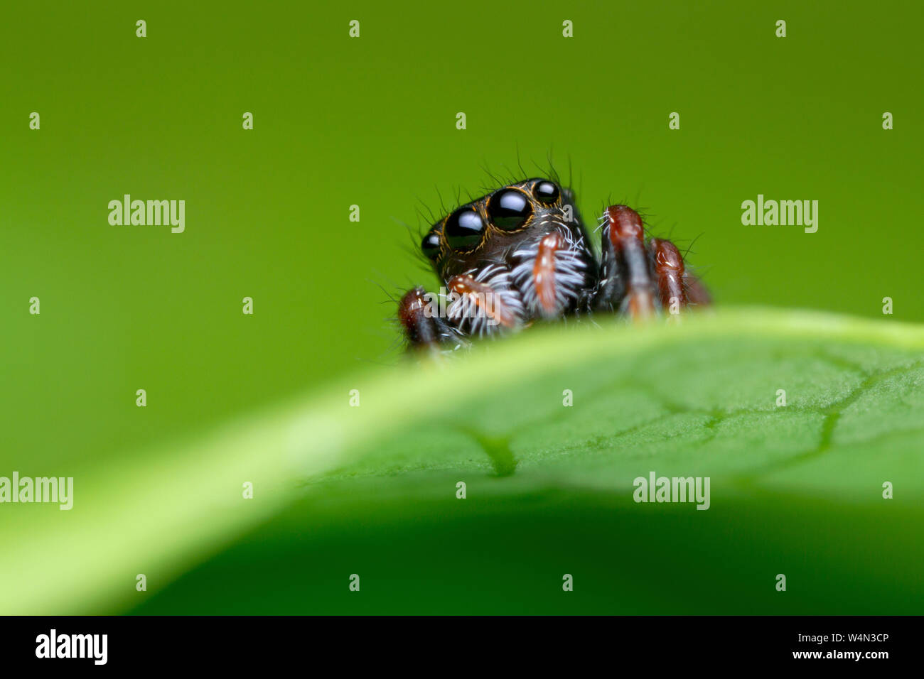 jumping spider on green leaf in nature Stock Photo - Alamy