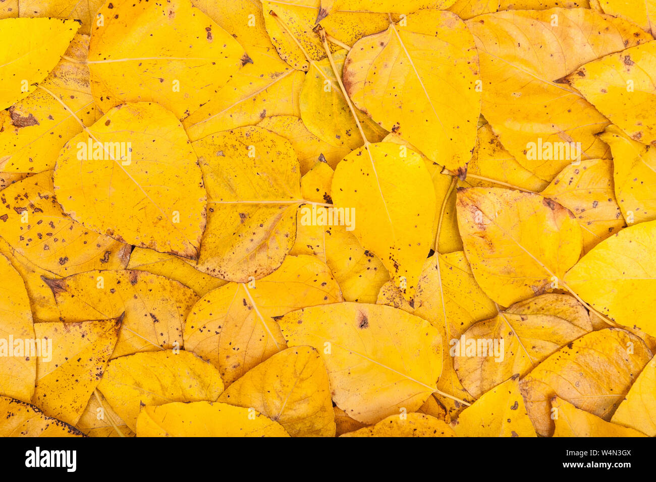 Fallen, yellow leaves turning brown. Background or texture for overlay ...