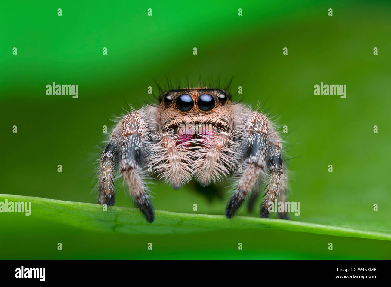 jumping spider on green leaf in nature Stock Photo - Alamy