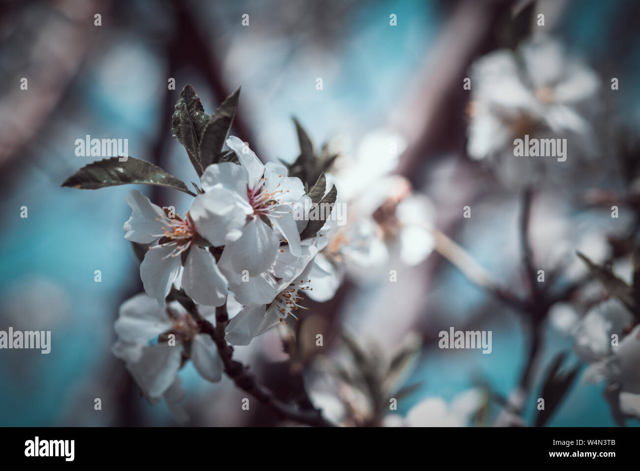 Flowering almond tree in spring garden at sunny day Stock Photo - Alamy