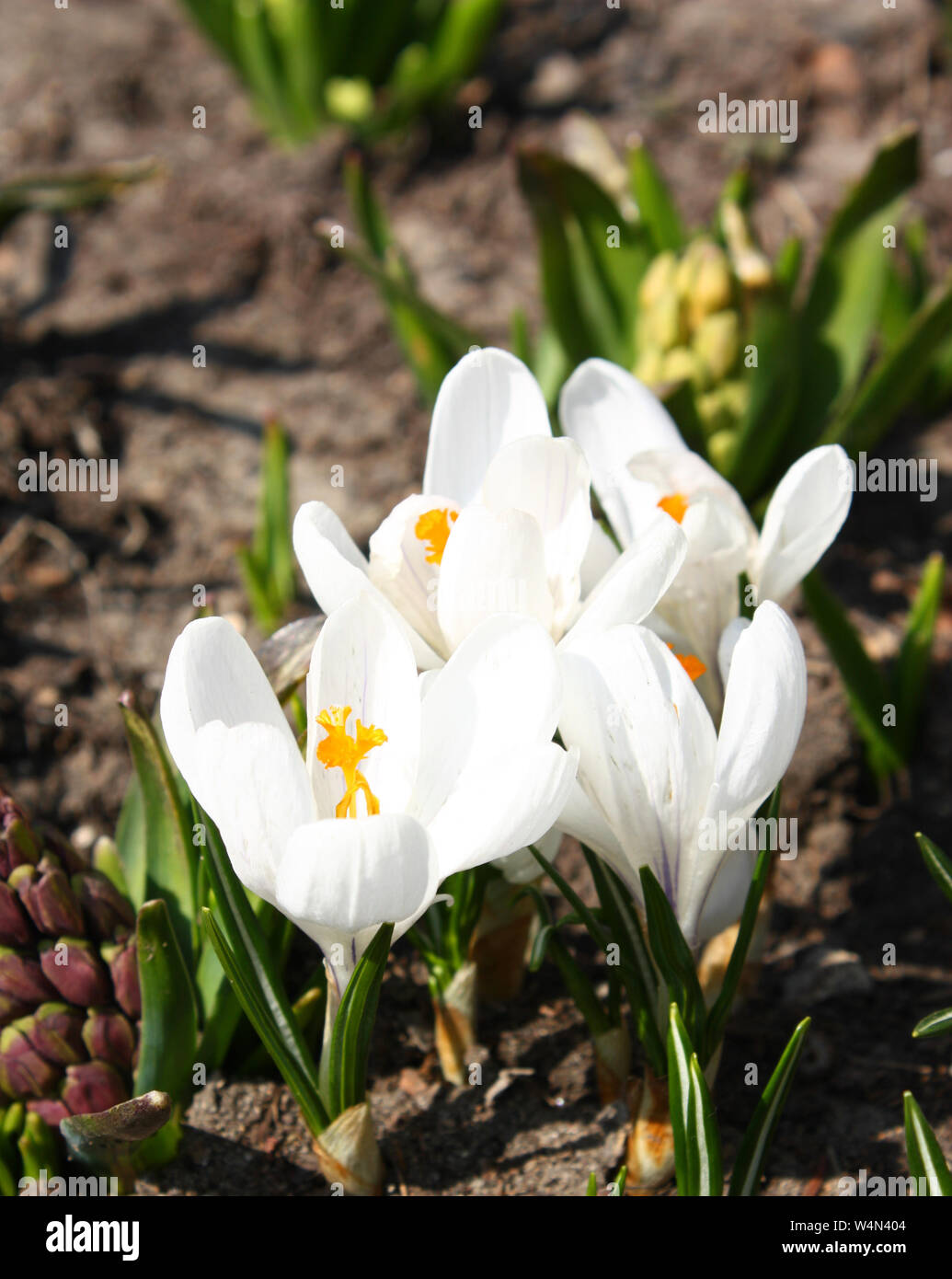 White crocus flowers. First spring sign Stock Photo - Alamy