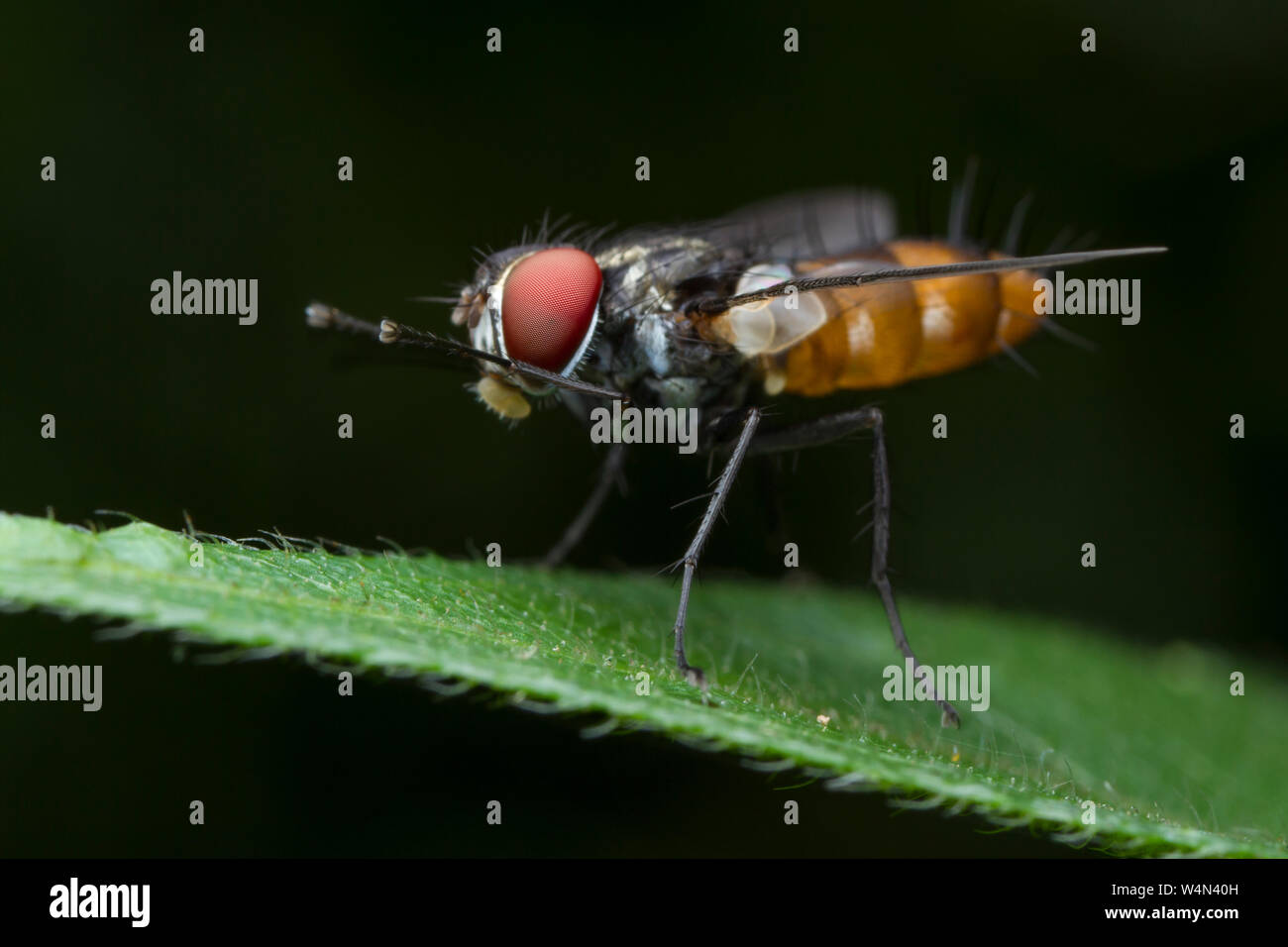 Magnified fly leg hi-res stock photography and images - Alamy