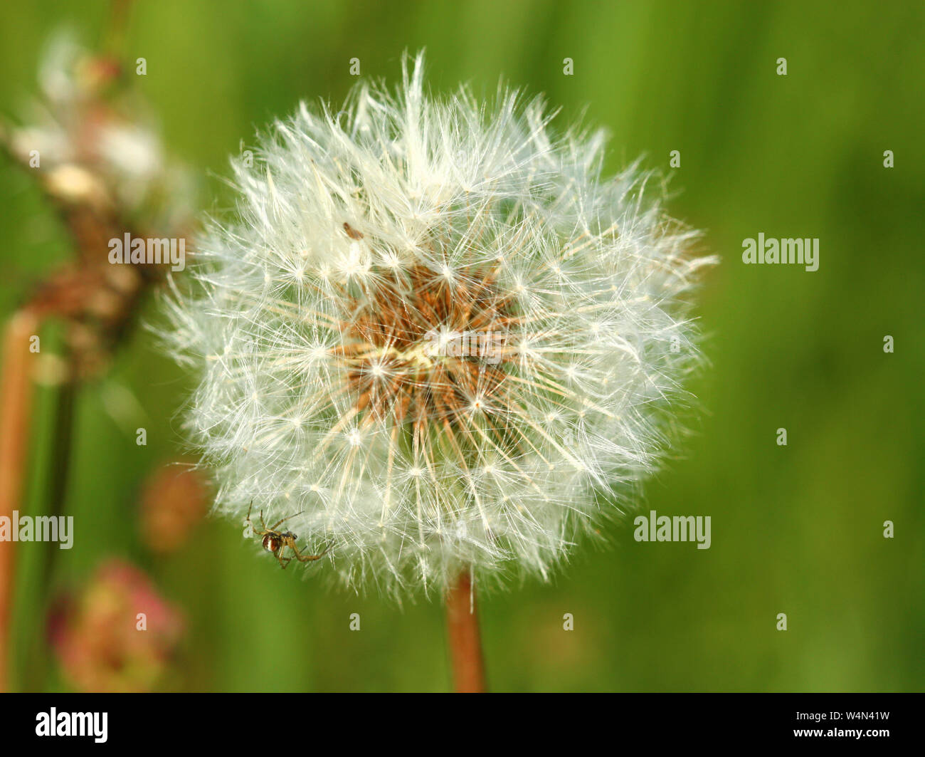 Dandelion flower and small spider Stock Photo - Alamy
