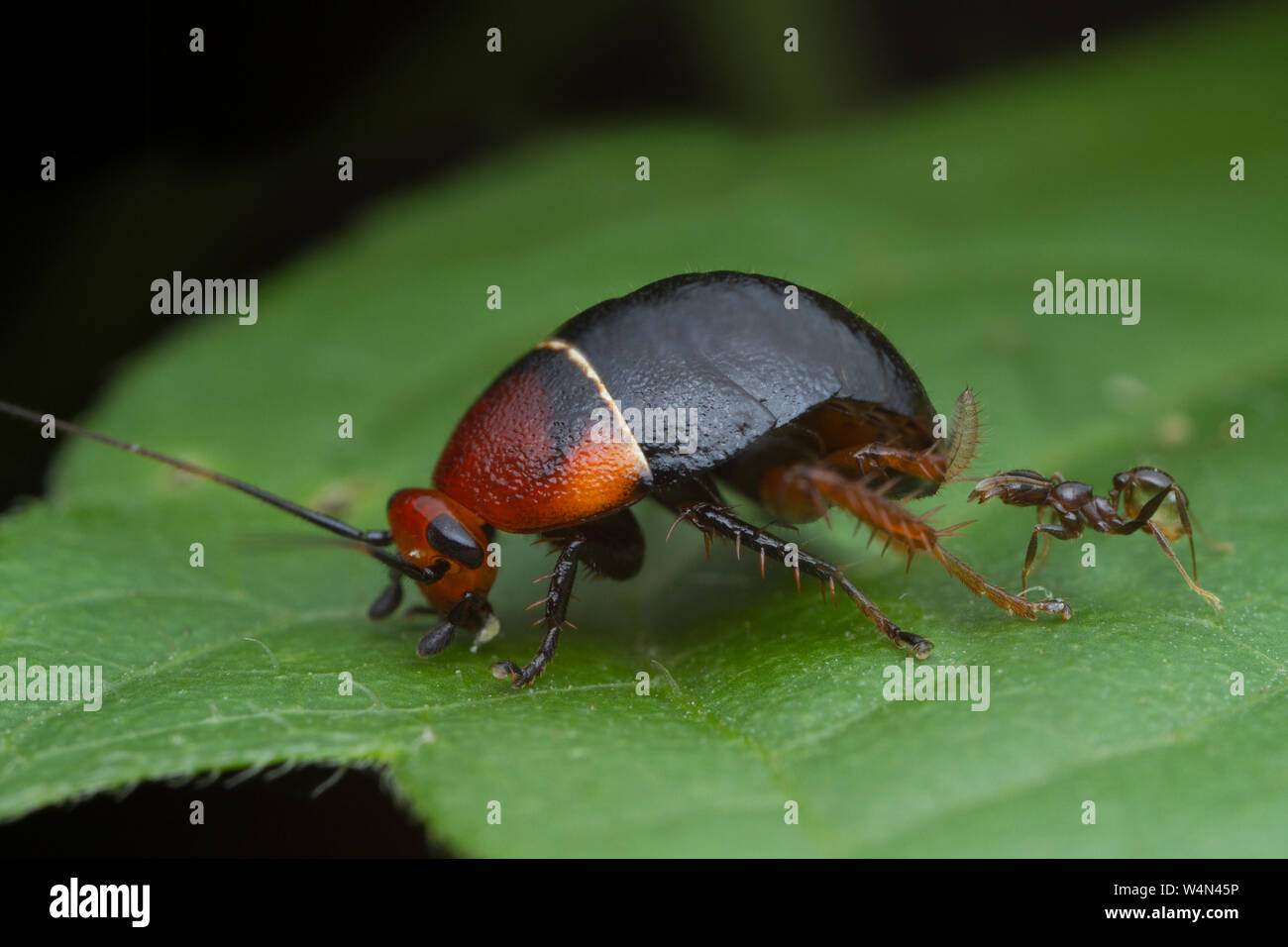 Colorful cockroach hi-res stock photography and images - Alamy