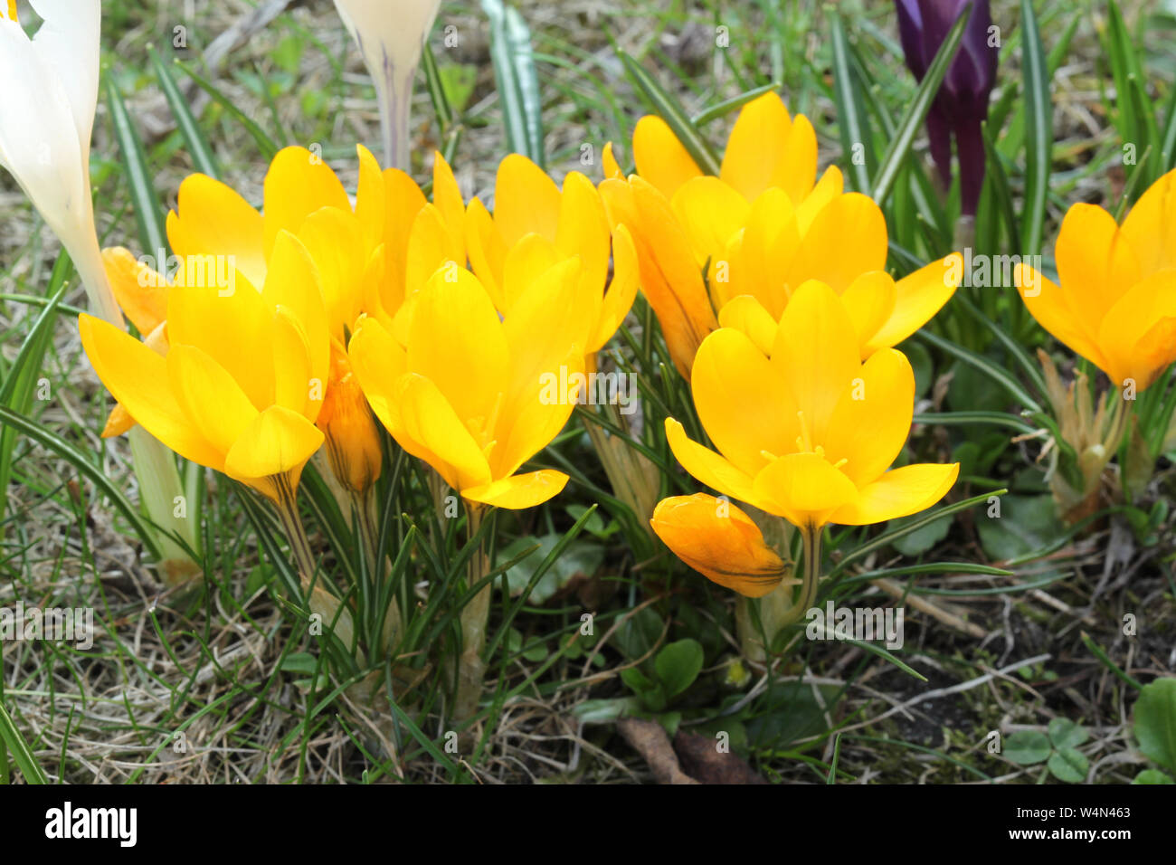 Yellow crocus growing in garden Stock Photo - Alamy