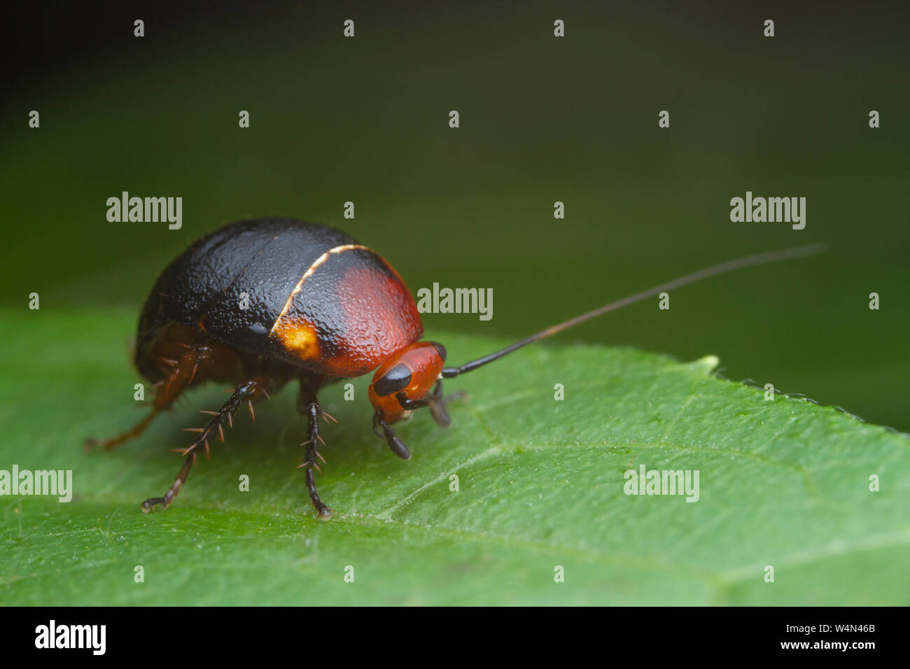 cockroach on green leaf Stock Photo - Alamy