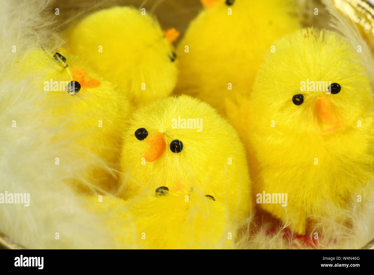 Cute Easter chicks in nest Stock Photo - Alamy