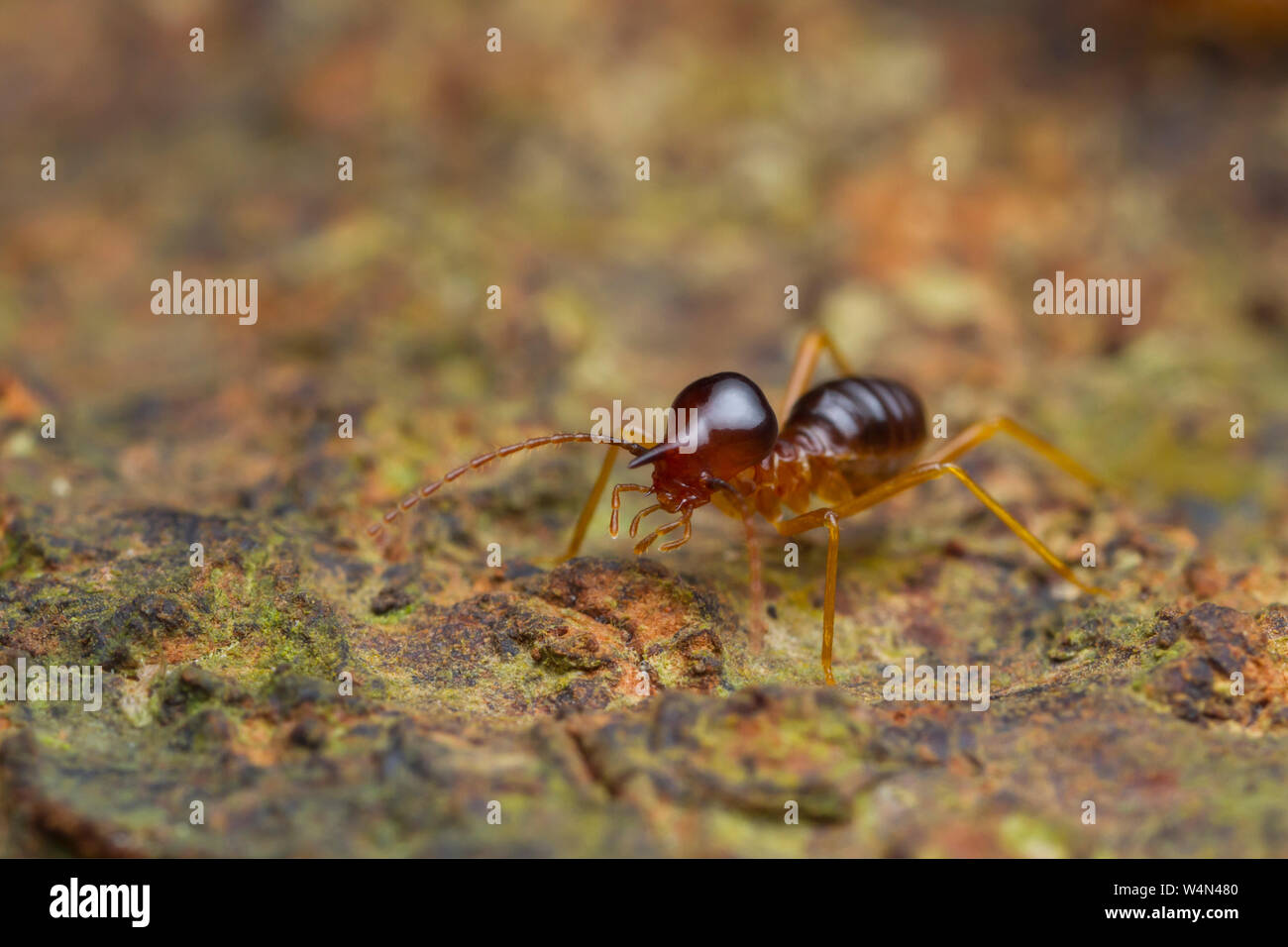 closeup worker termite on the ground Stock Photo - Alamy