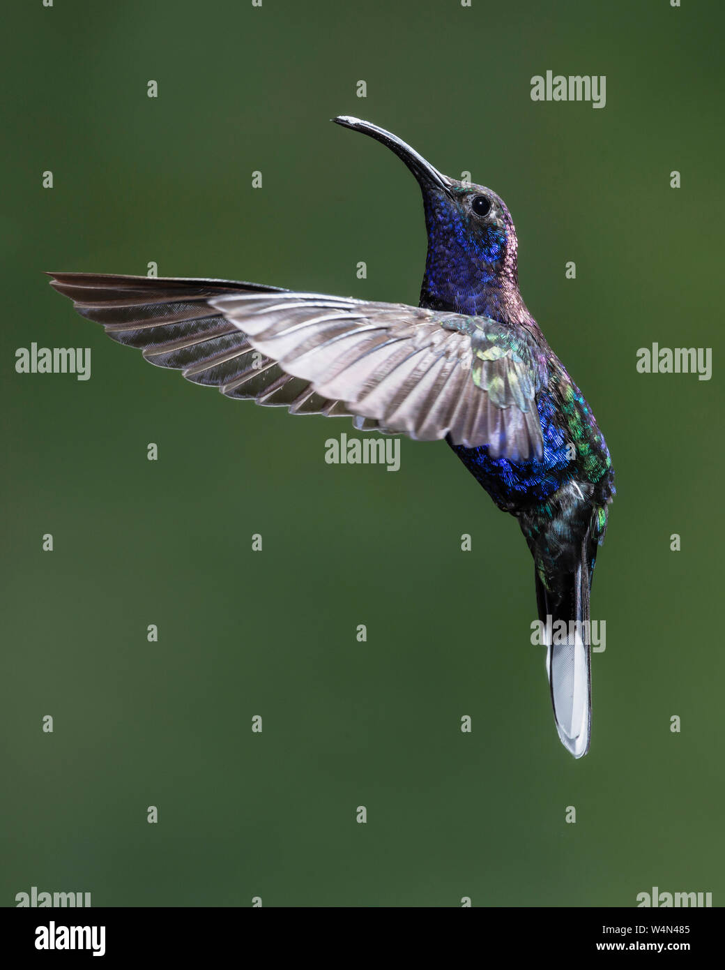 Animals, Bird, Hummingbird, A male Violet Sabrewing Hummingbird ...