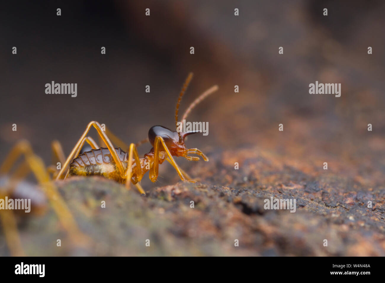 closeup worker termite on the ground Stock Photo - Alamy