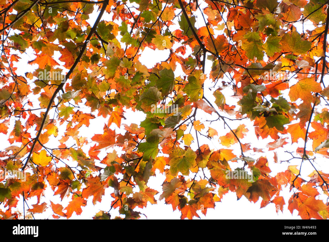 Sycamore, Acer pseudoplatanus, leaves changing colour in the Autumn ...