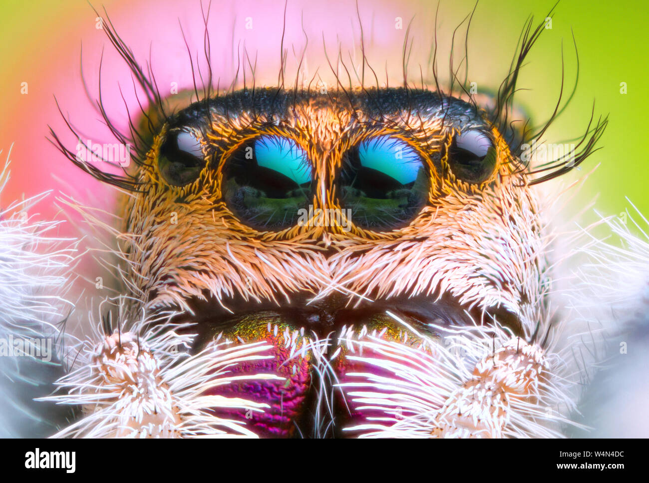 front view of extreme magnified jumping spider head and eyes with green ...