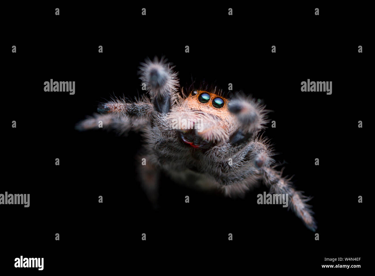 jumping spider jump in the air with black background in nature Stock ...