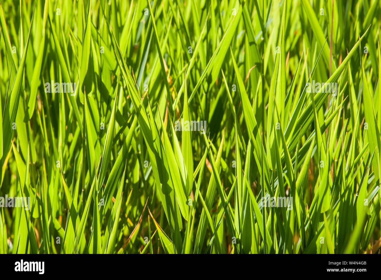 Backlit blades of grass Stock Photo - Alamy